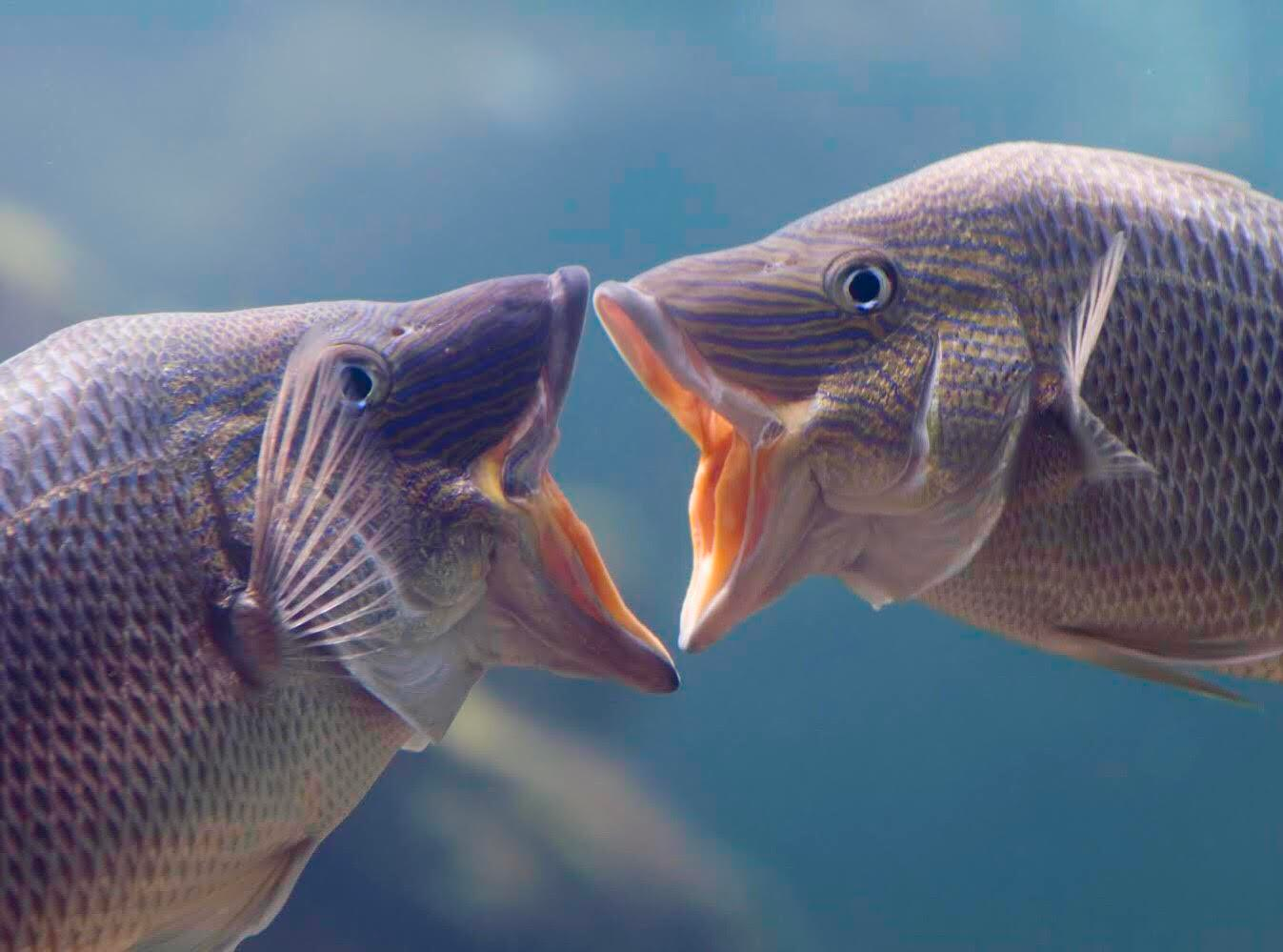 Fish Sex & the Nature Restoration Law | WWF European Policy Office ...